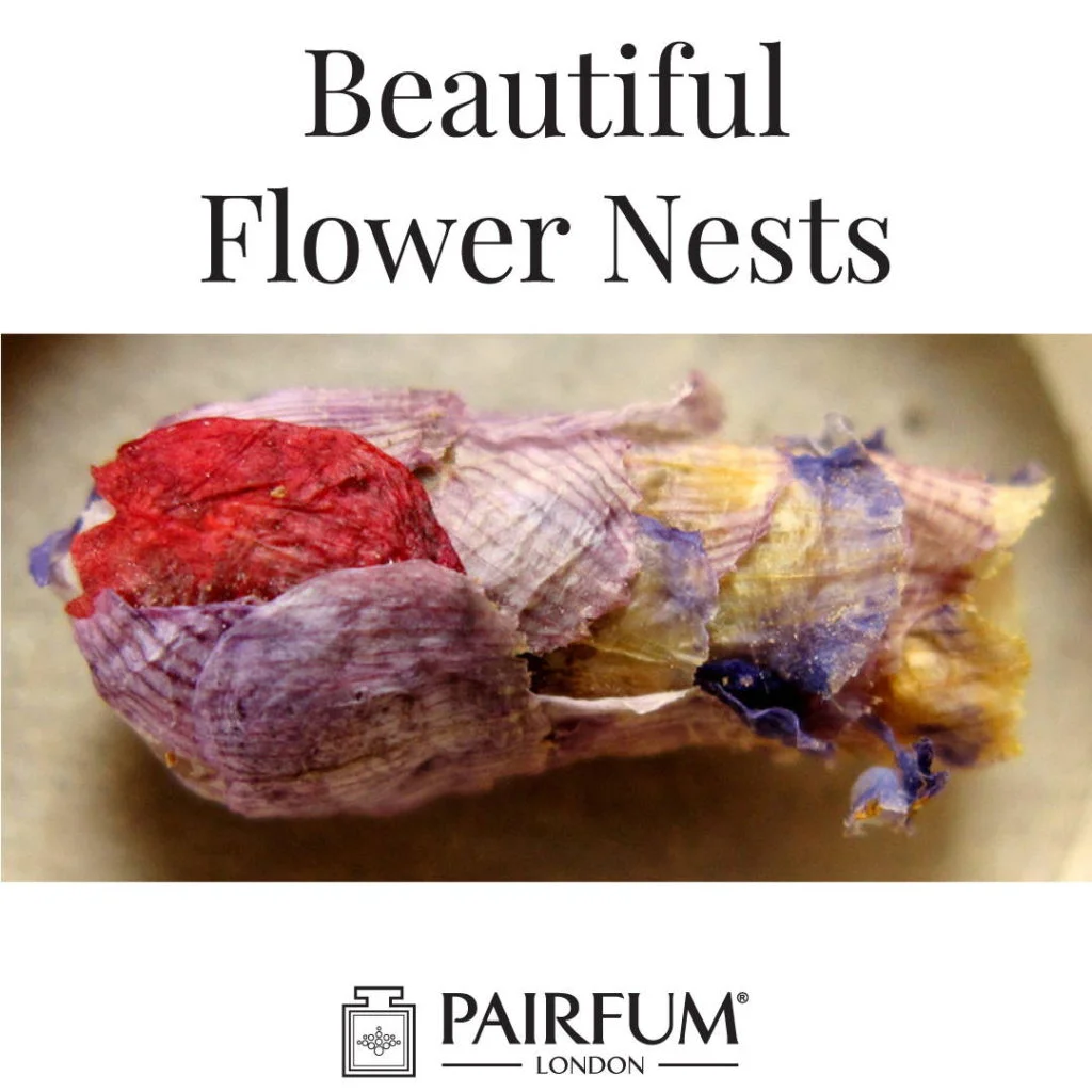 Bees Use Petals To Make Beautiful Flower Nests