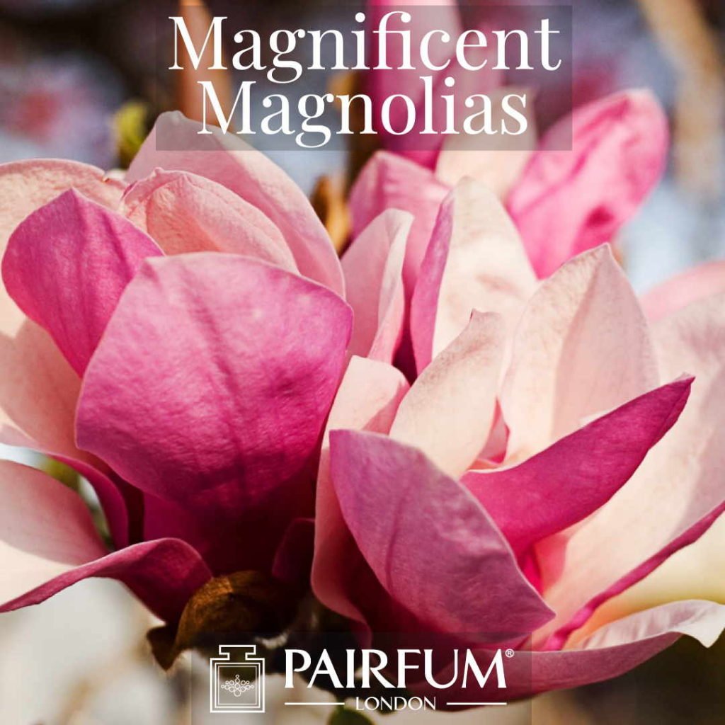 Magnolias are some of the most primitive of our flowering trees ...
