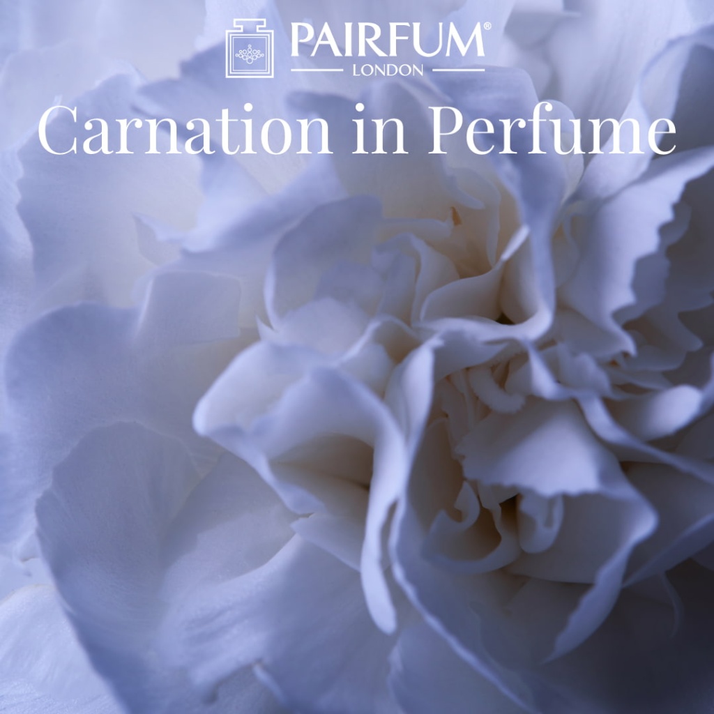 Carnation in Perfume: A Spicy Floral Elegance Unveiled