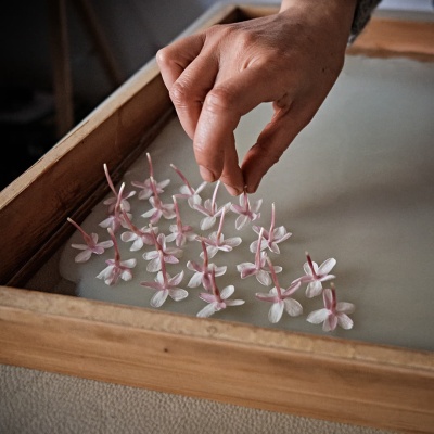 Enfleurage: Explore the Captivating Soul of Flowers in Perfumery