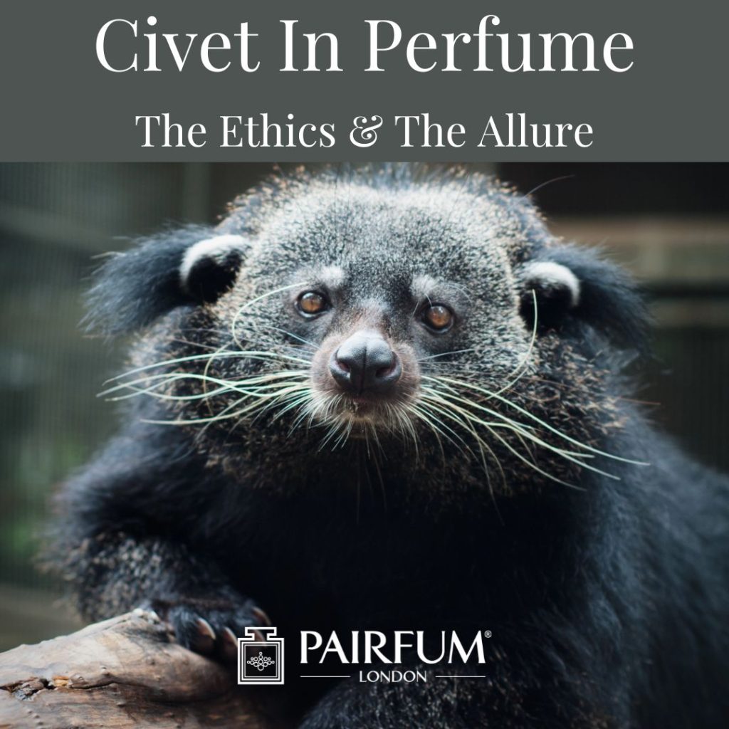 Civet in Perfume: The Ethics & Allure of Animalic Notes