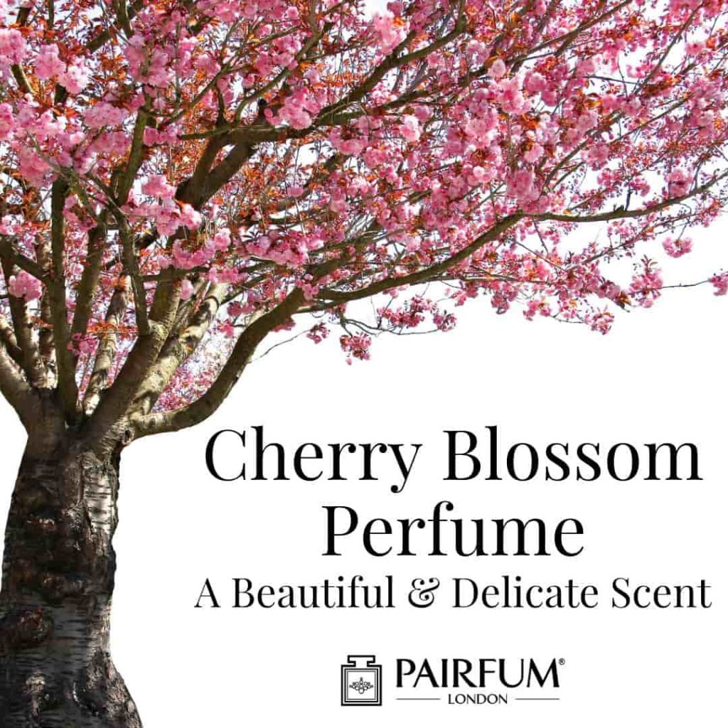 Cherry Blossom Perfume: The Beautiful & Delicate Scent