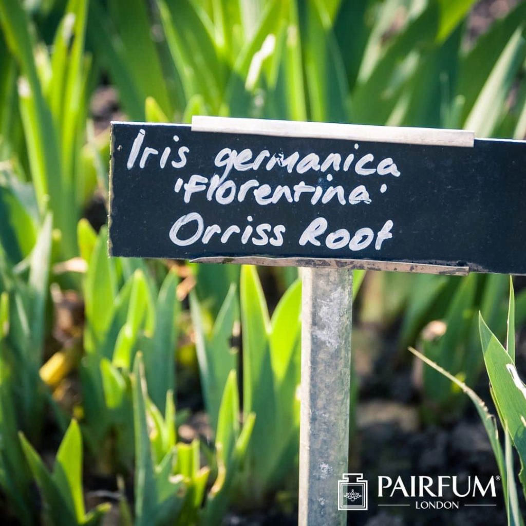 Orris in Perfumery: Powdered Elegance and Velvet Root