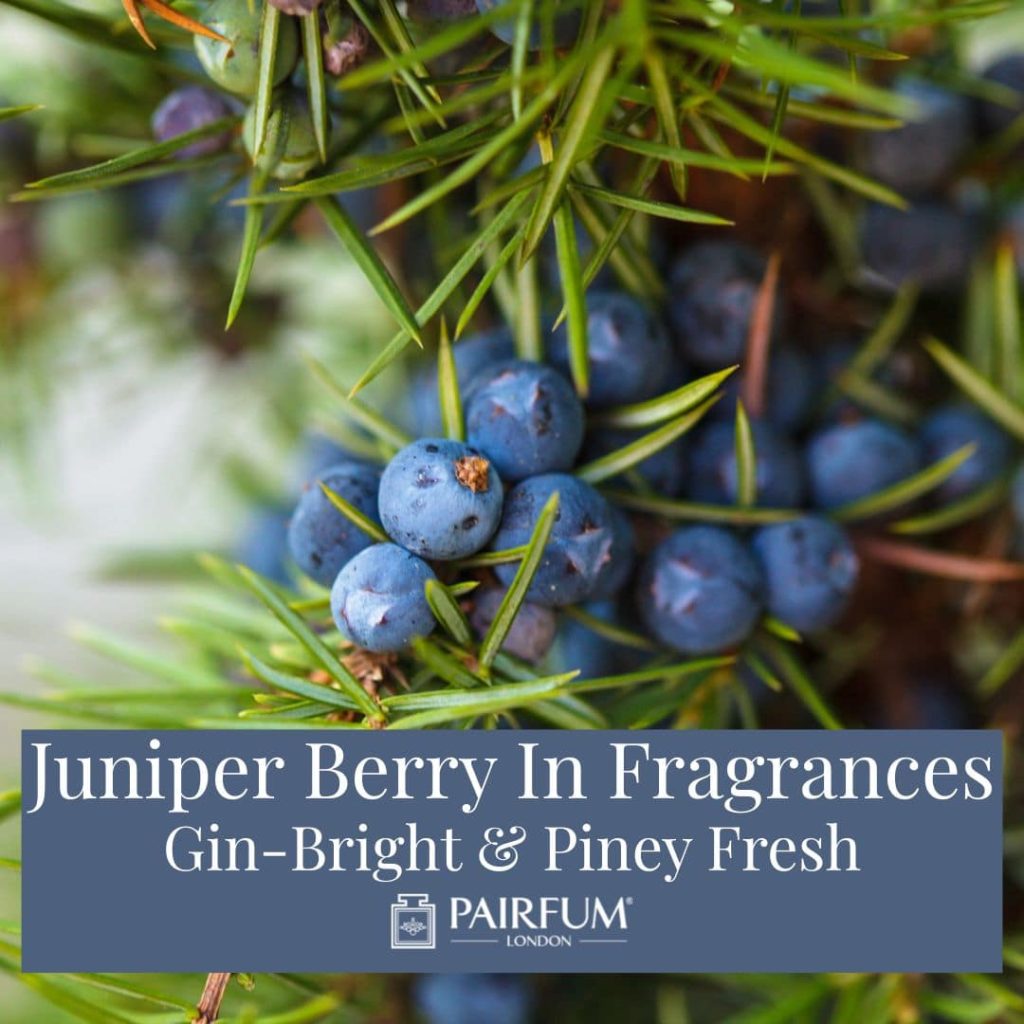 Juniper Berry In Fragrances: Gin-Bright & Piney Fresh
