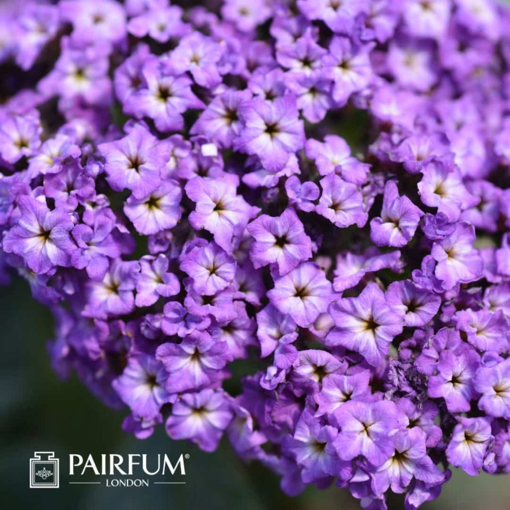 Heliotrope Fragrance: Almond-Powder Softness