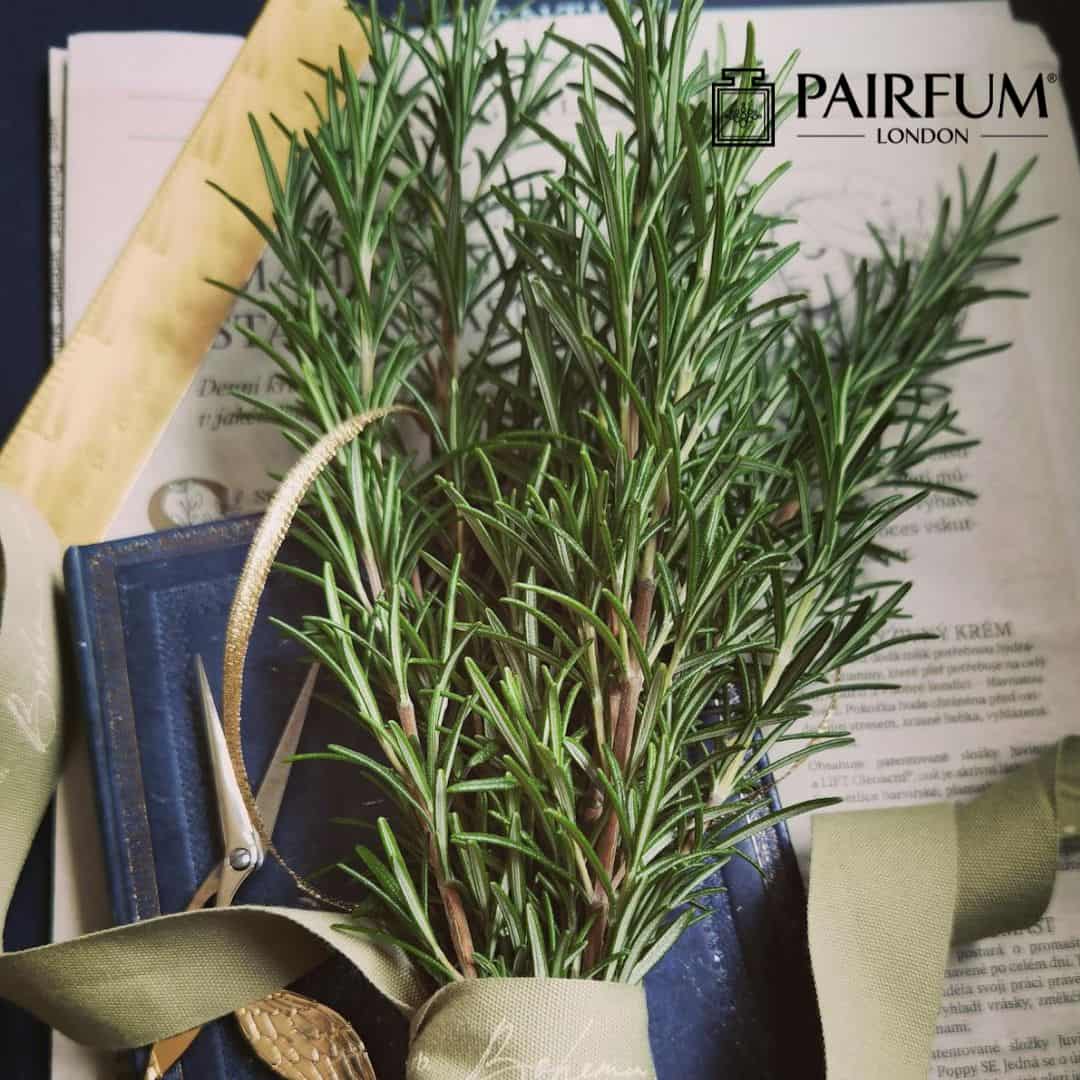 What is Aromatic Perfume? Herb-Driven Freshness with Character