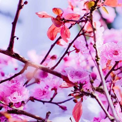 Photo Gallery Spring Fragrance Inspirations by Pairfum London